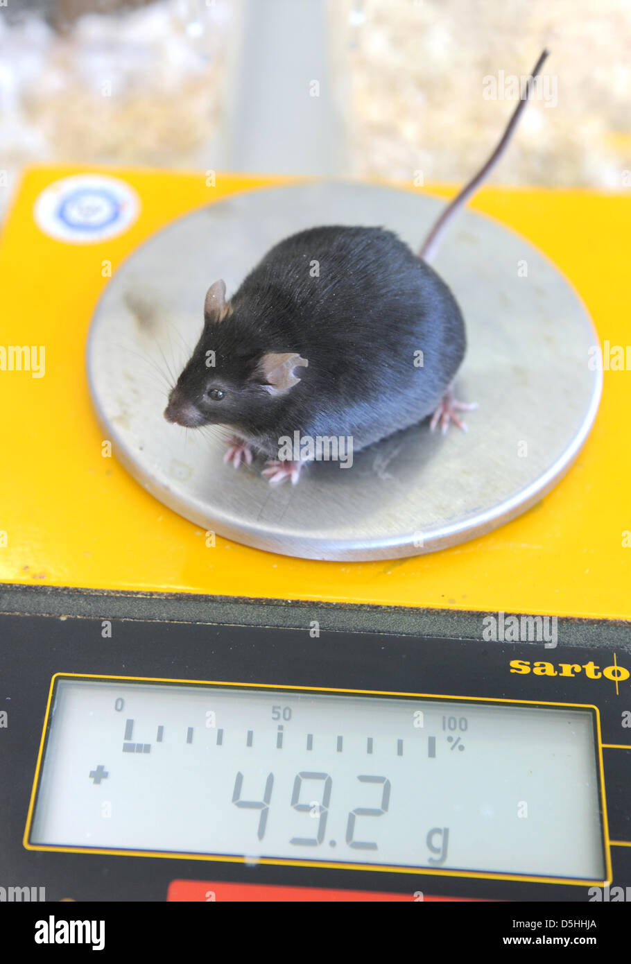 A thick mouse sits on a scale at the clinic for internal medicine of ...