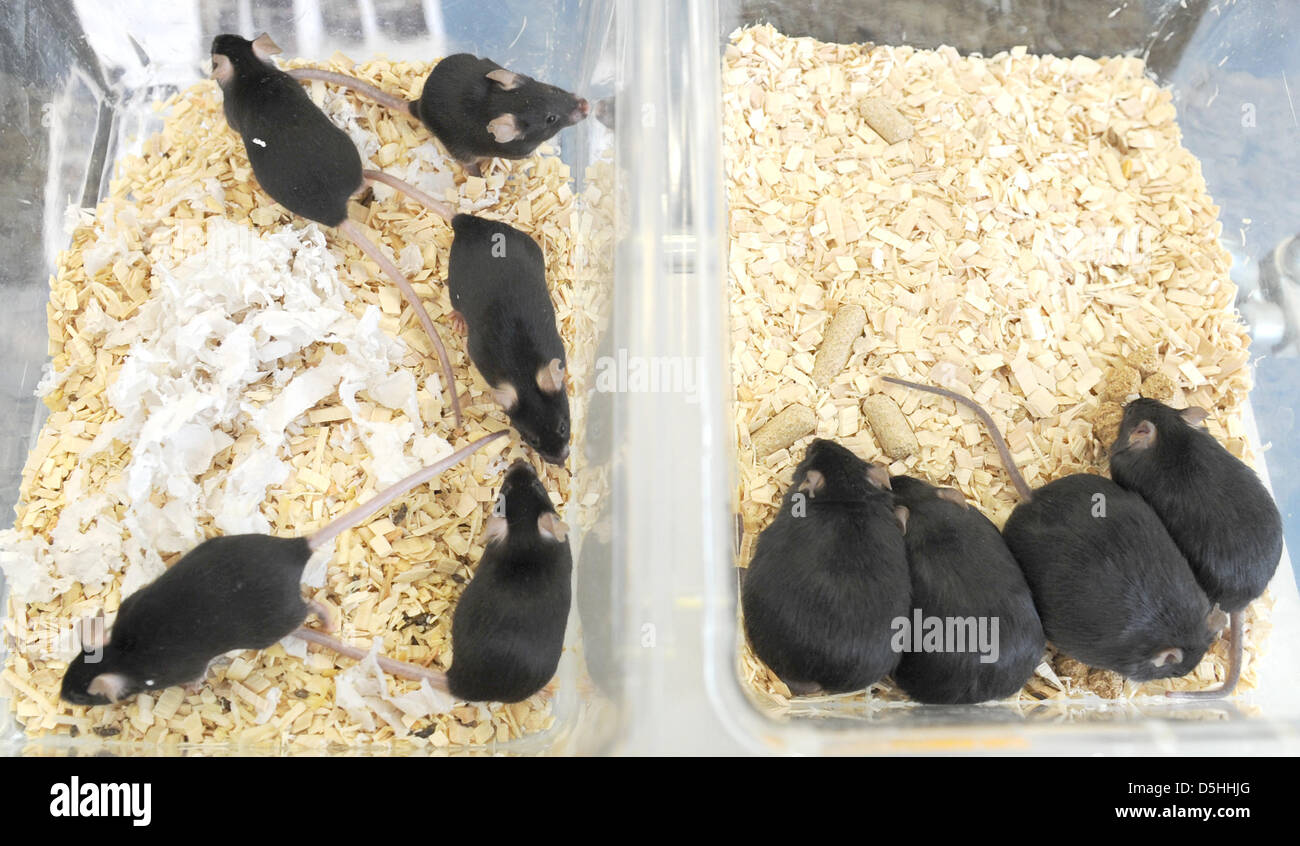 Rregular and thick mice pictured at the clinic for internal medicine of ...