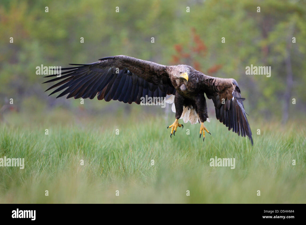 White tailed eagle uk summer hi-res stock photography and images - Alamy