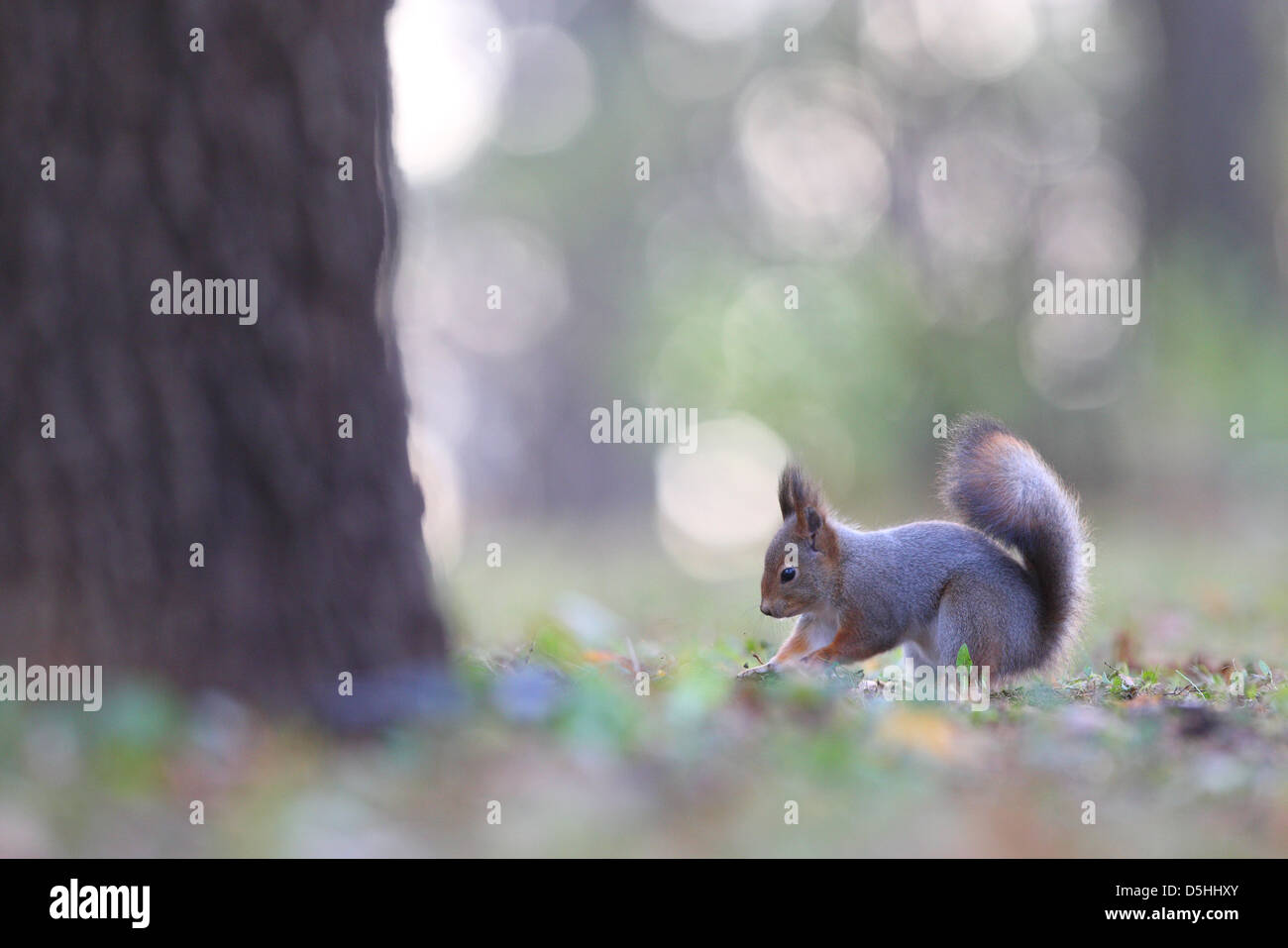 Wild Red squirrel (Sciurus vulgaris) buring his oak tree acorn Stock ...