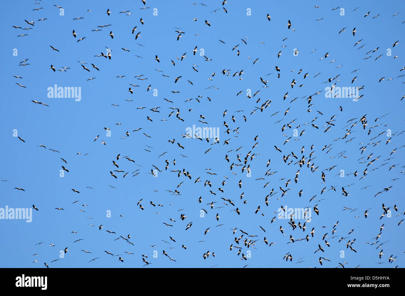 covered the sky a flock of storks Stock Photo - Alamy