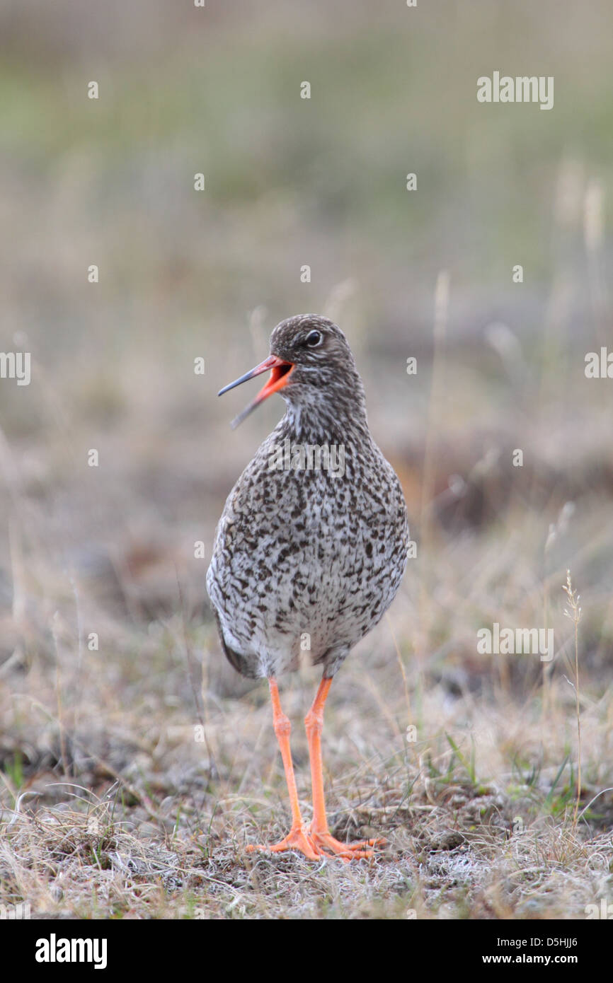 Common Redshank (Tringa totanus), Europe Stock Photo - Alamy