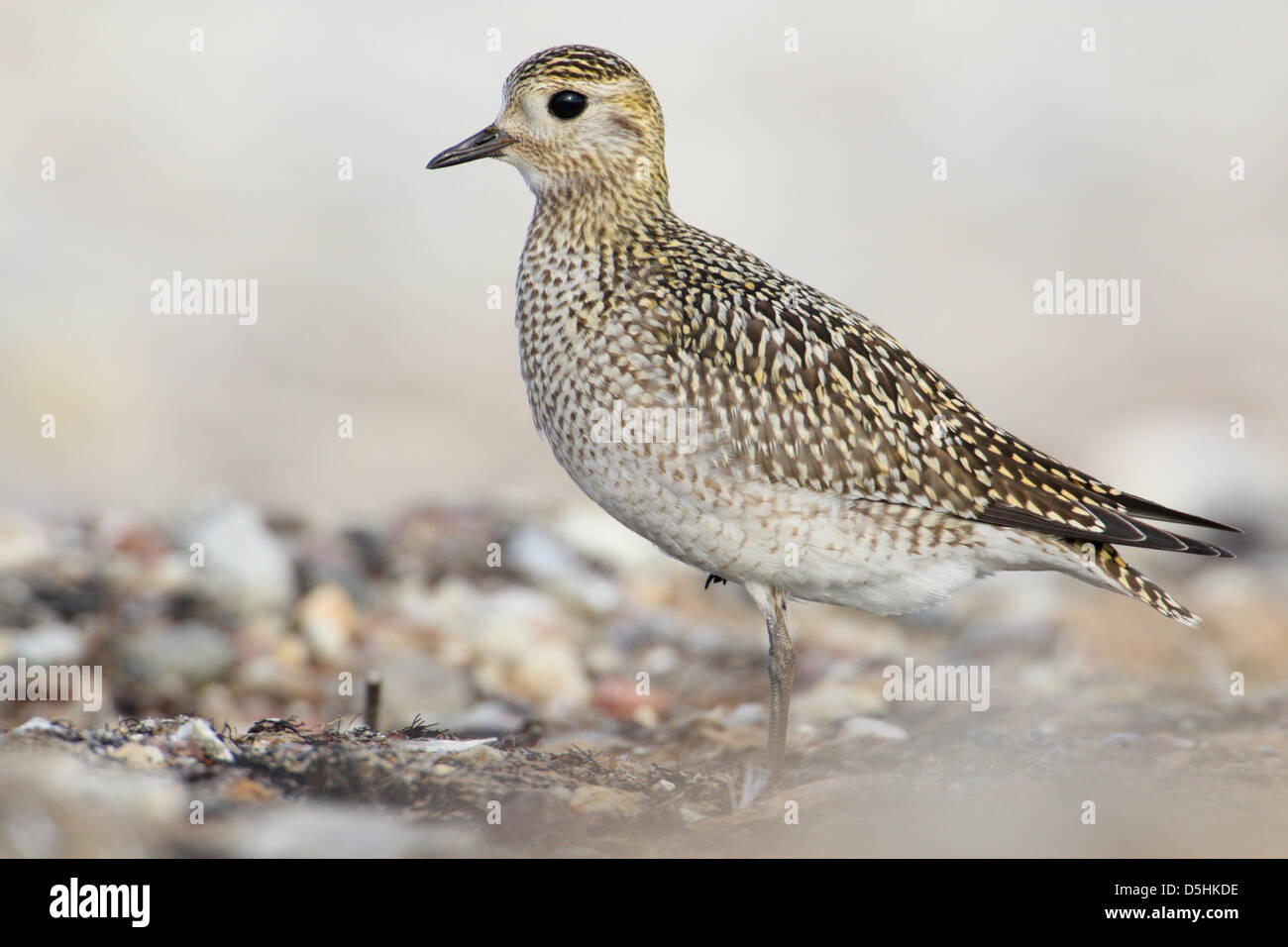 Golden plover hi-res stock photography and images - Alamy