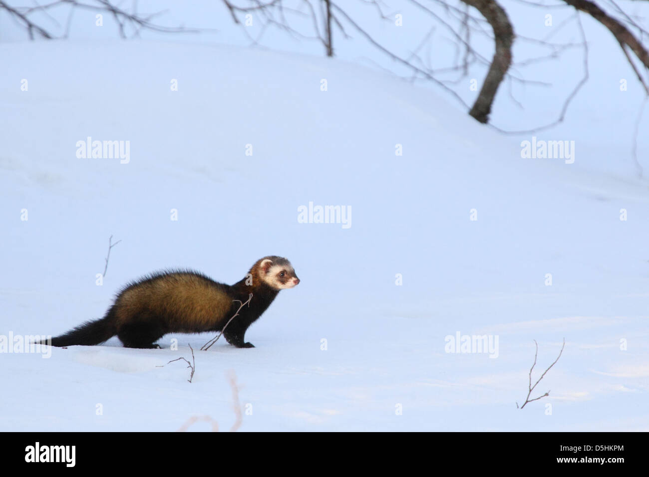 European polecat snow hi-res stock photography and images - Alamy