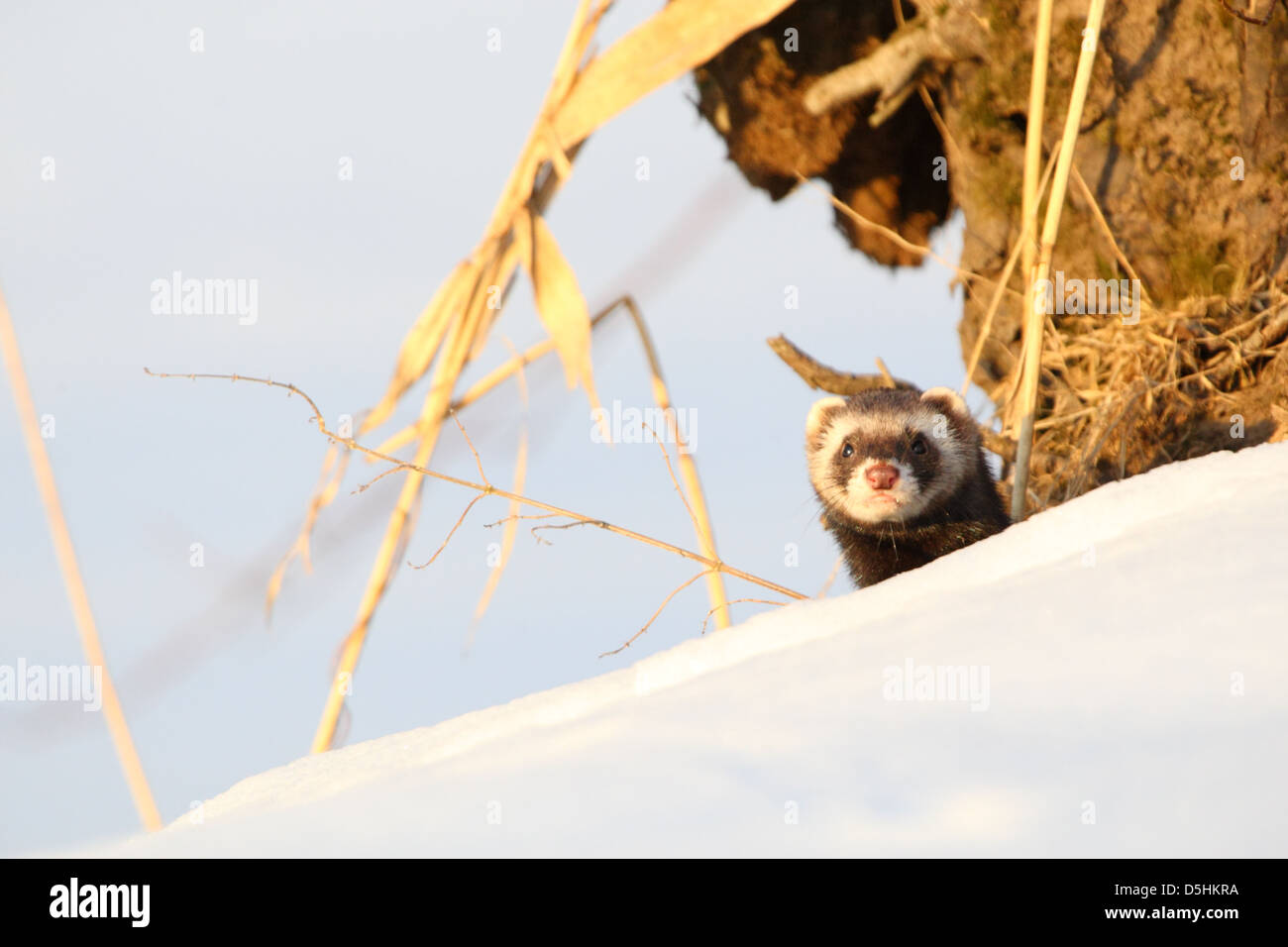European polecat snow hi-res stock photography and images - Alamy