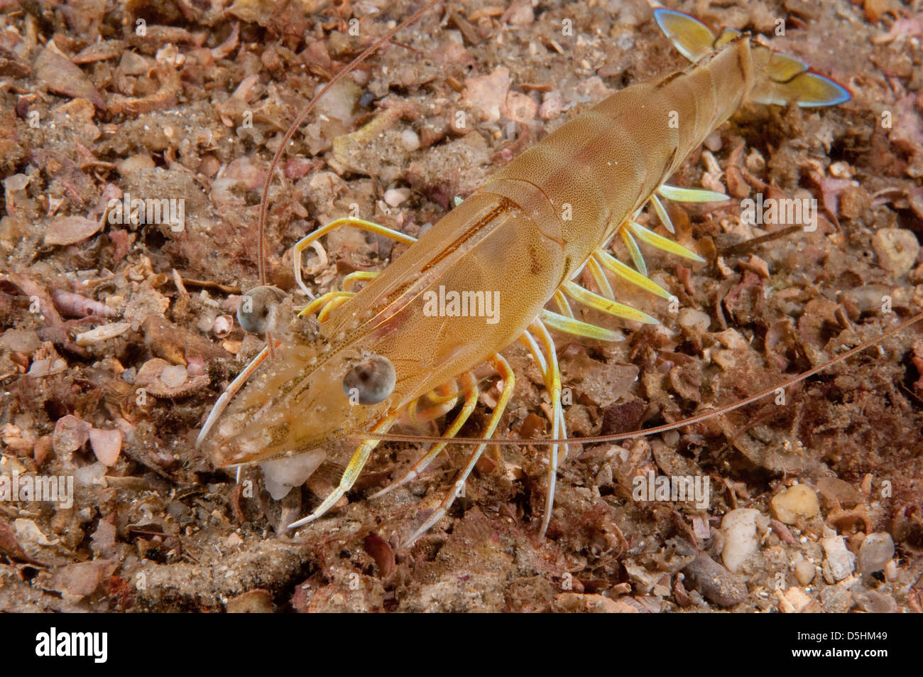 Eastern King Prawn (Melicertus plebejus) out on the sand at night at ...
