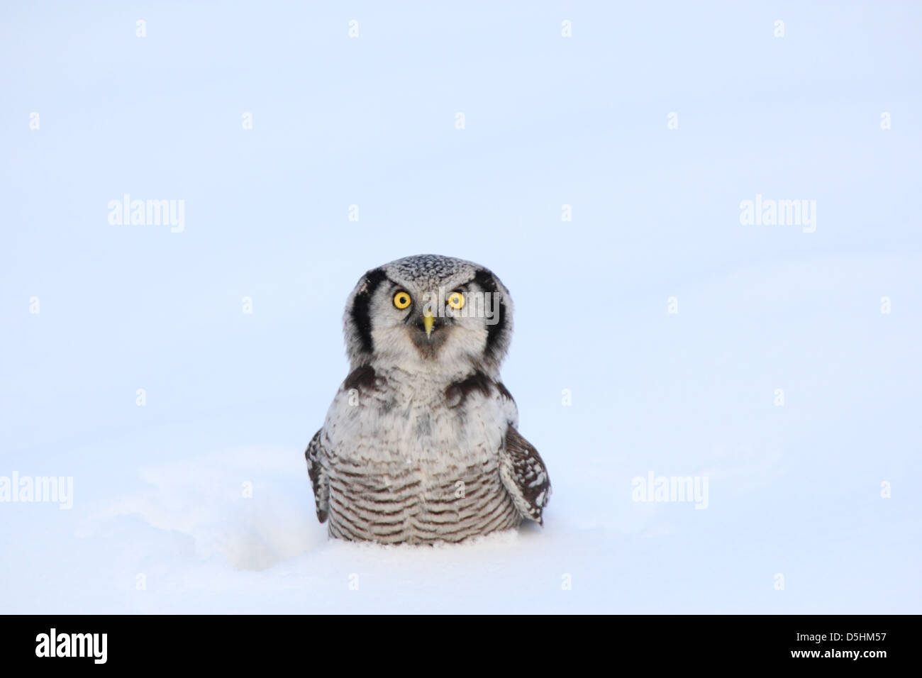 Hunt snow uk hi-res stock photography and images - Alamy
