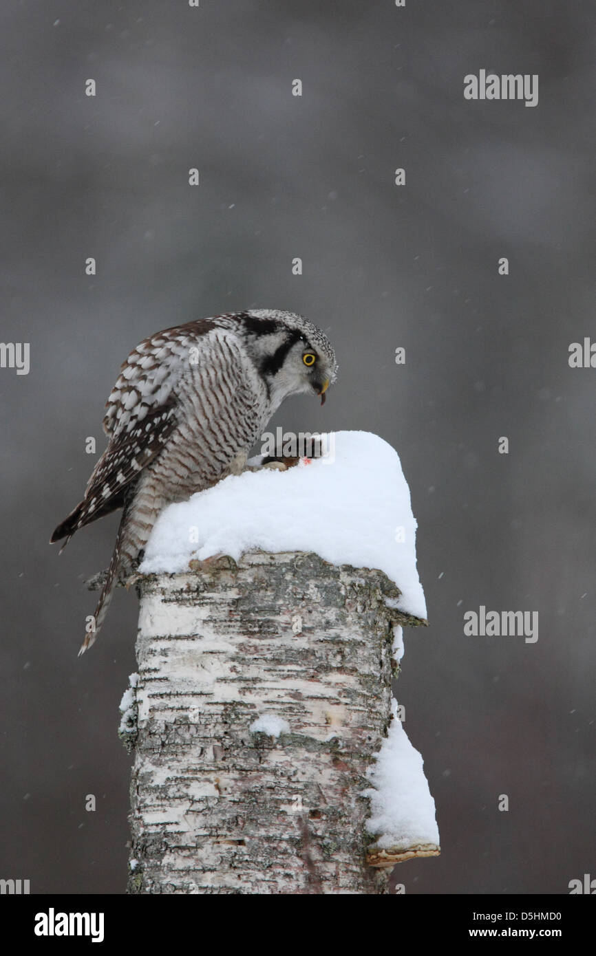 Wild Northern Hawk Owl (Surnia ulula) eating a rodent Stock Photo - Alamy