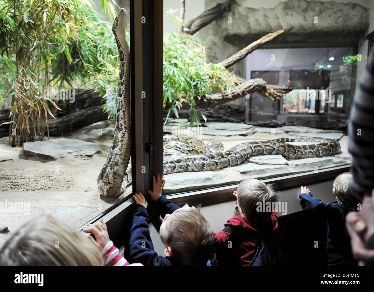A royal python (lat.: Python regius) pictured in the zoo of Berlin ...