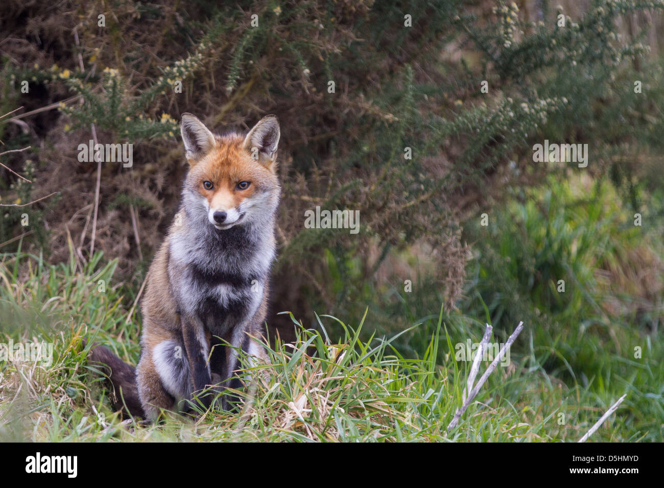 Fox sitting upright alert in grass Stock Photo - Alamy