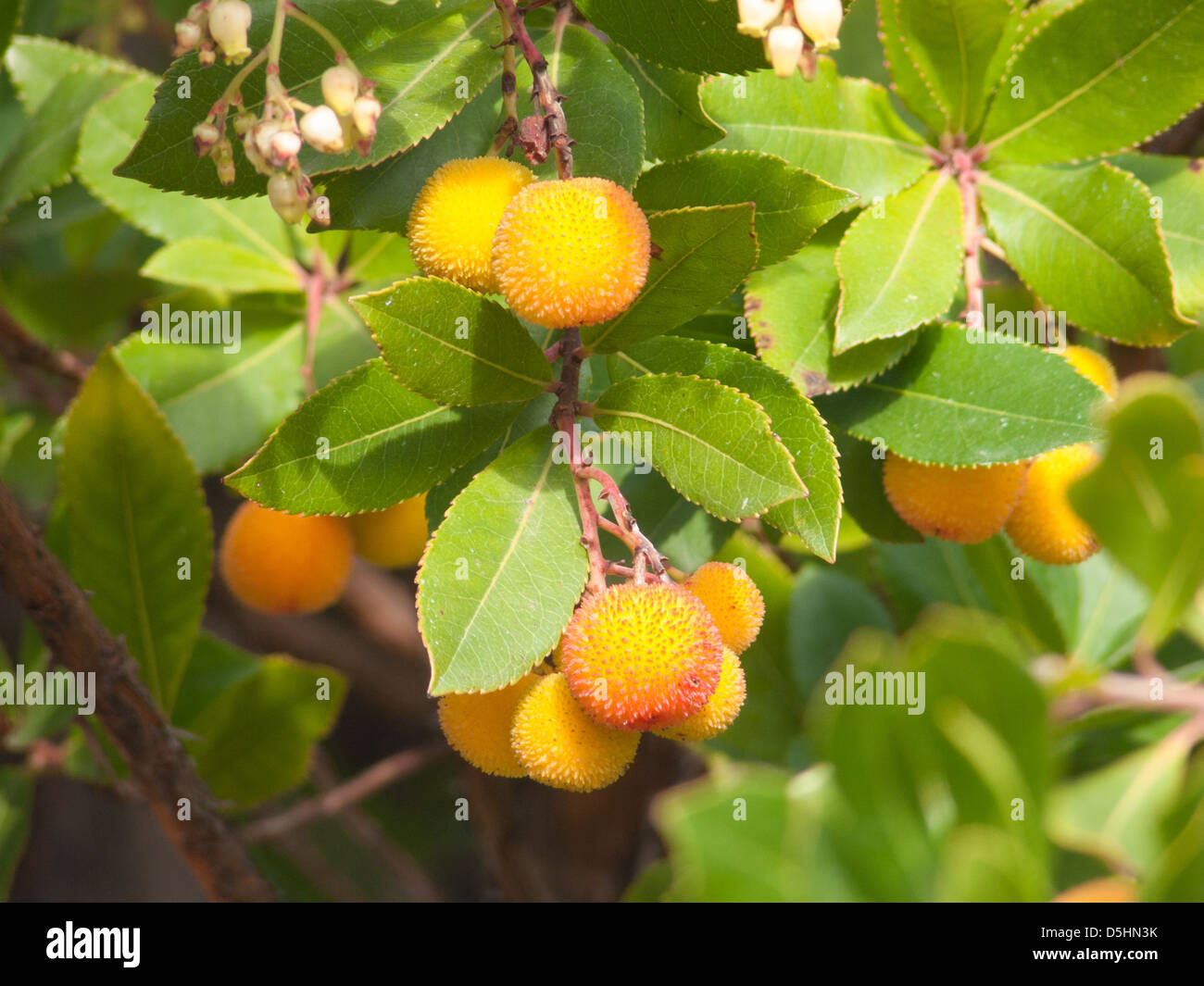 Arbousier hi-res stock photography and images - Alamy