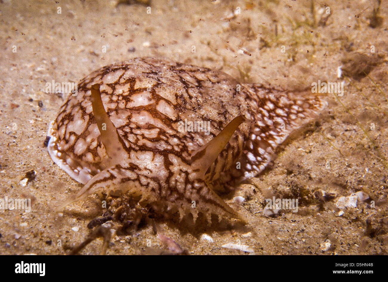 Pleurobranchaea brockii (an ophistobranch, or sea slug) out on the sand ...