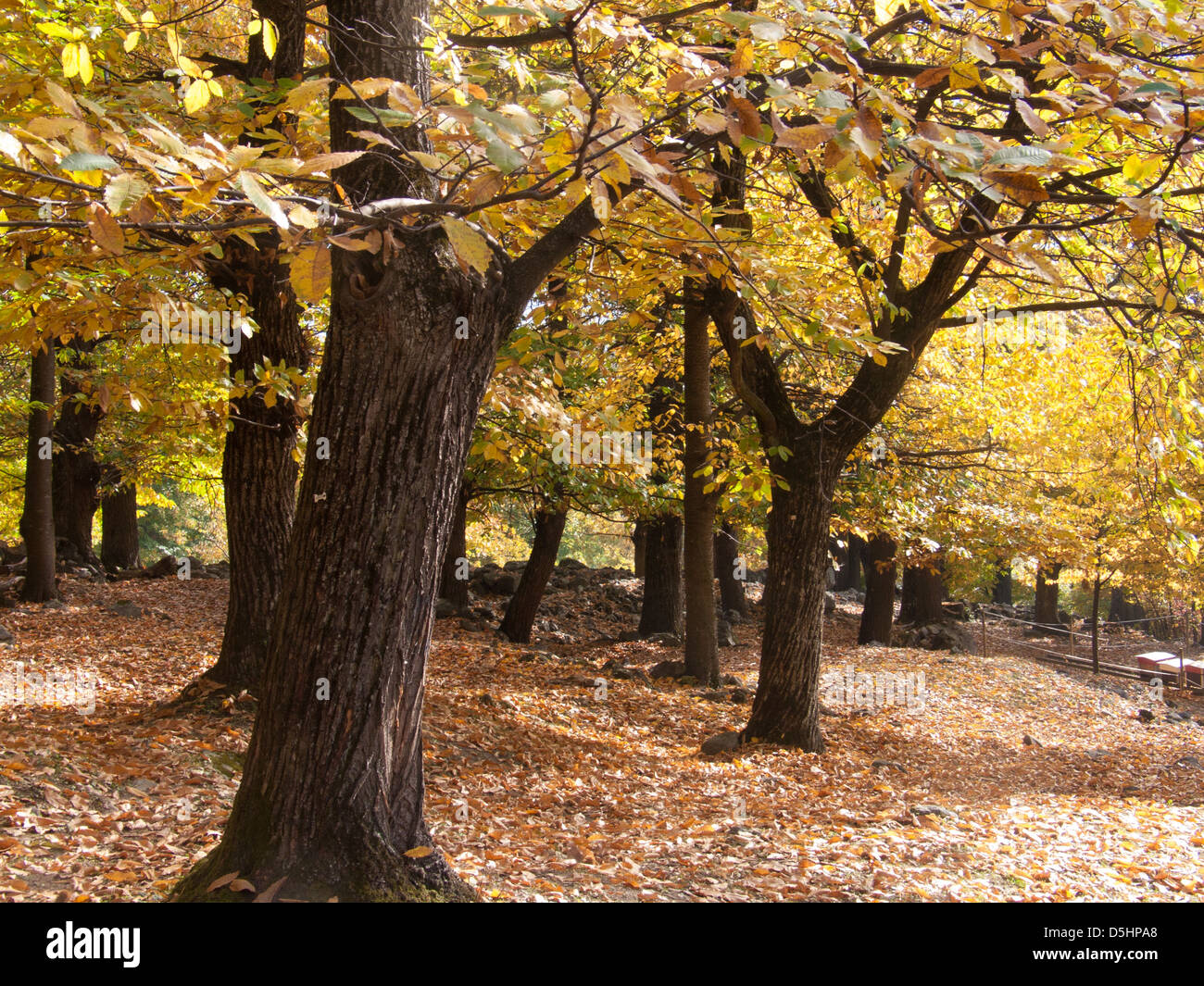 Chataigniers hi-res stock photography and images - Alamy