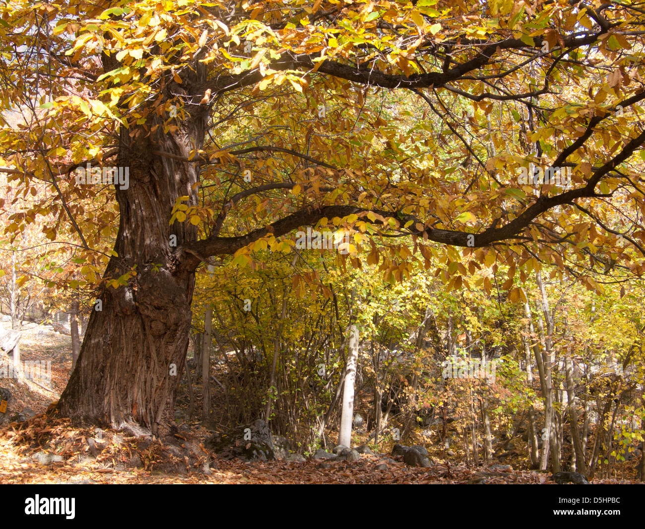 chataigneraie, fully, valais, SUISSE Stock Photo - Alamy