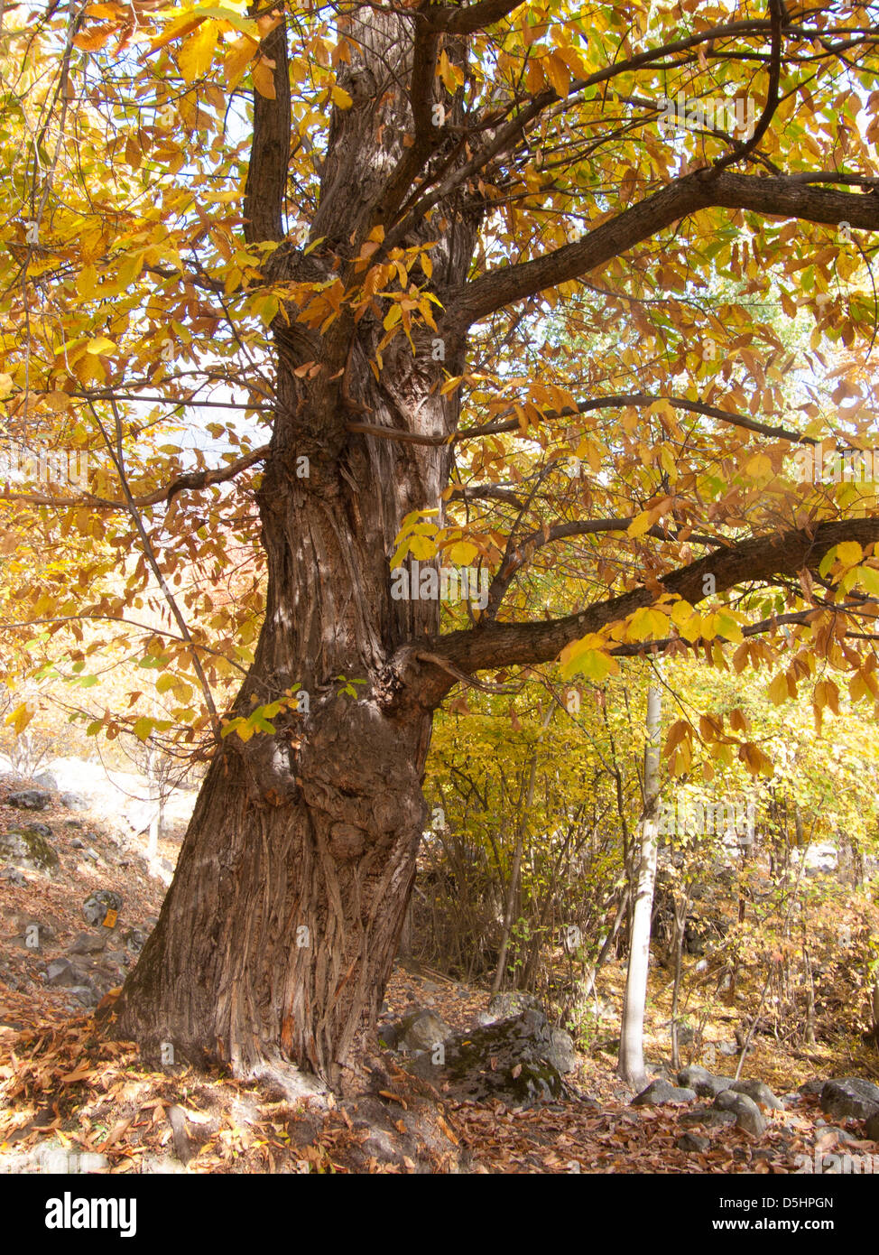 Chataigniers hi-res stock photography and images - Alamy