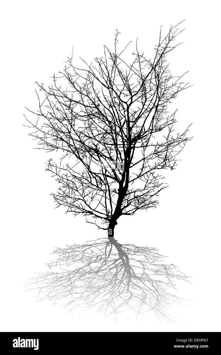 Silhouette of a leafless tree and shadow, isolated and grouped objects ...