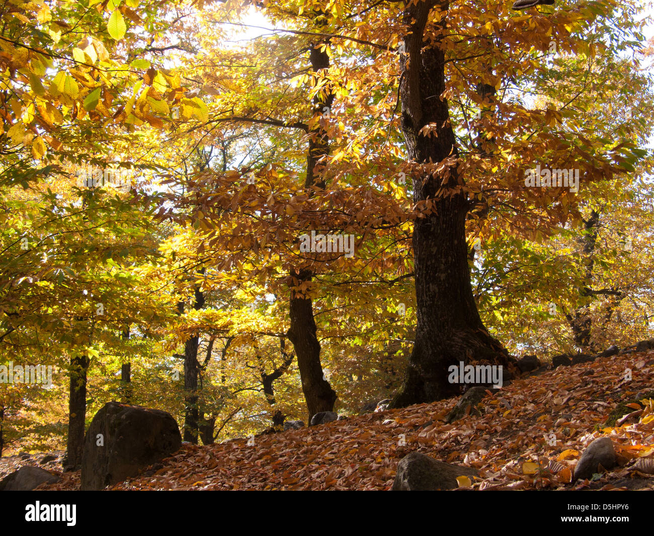 chataigneraie, fully, valais, SUISSE Stock Photo - Alamy