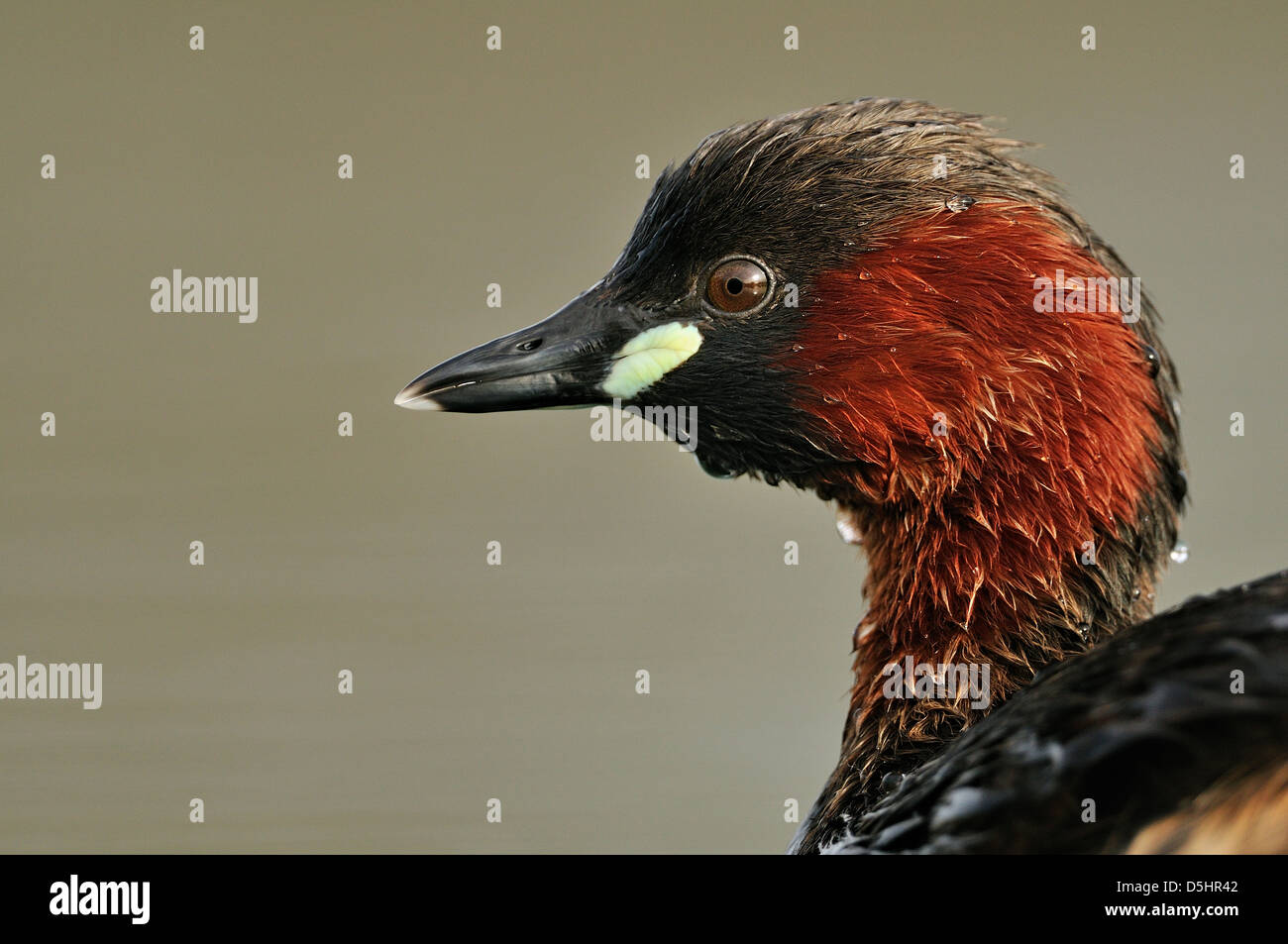 Little grebe portrait hi-res stock photography and images - Alamy