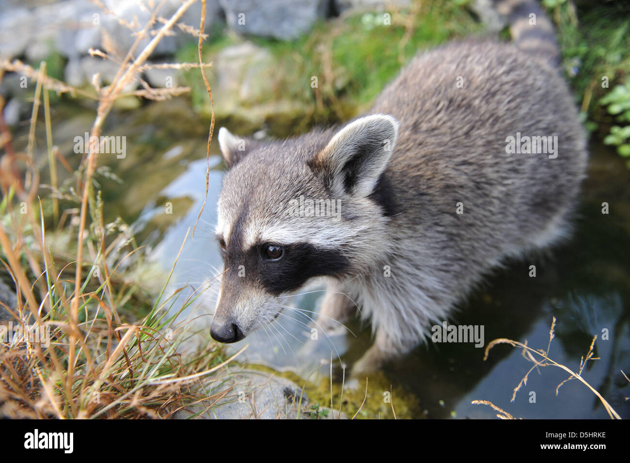 A rakoon crosses a small beck at 'Wisent Enclosure' in Springe ...