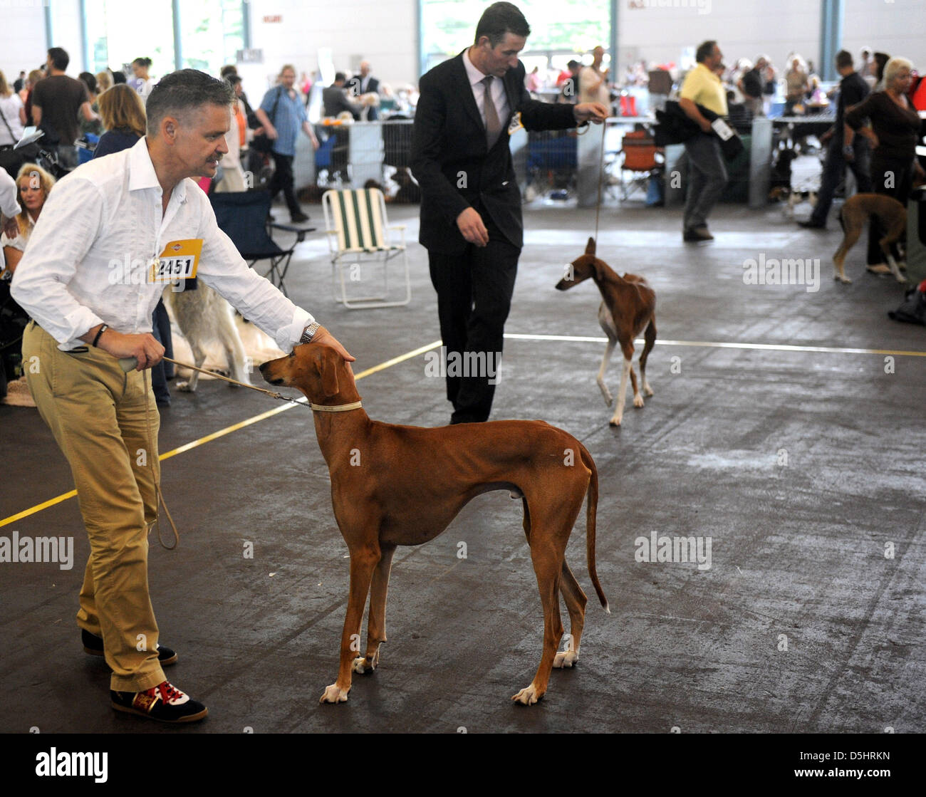 African Azawakhs are presented at the 2nd International Pedigree Dog ...