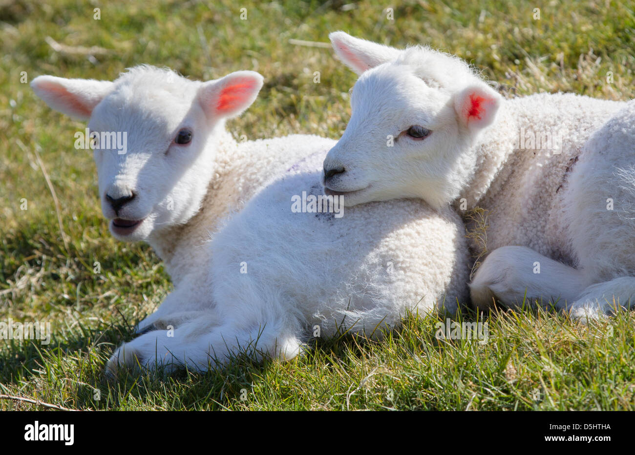 Cute Welsh lamb twins Stock Photo - Alamy