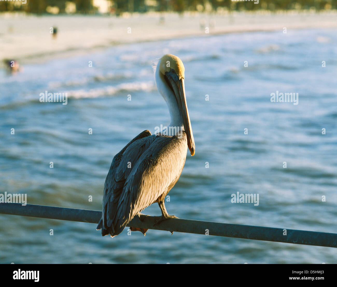 Pelican, Florida, USA Stock Photo - Alamy