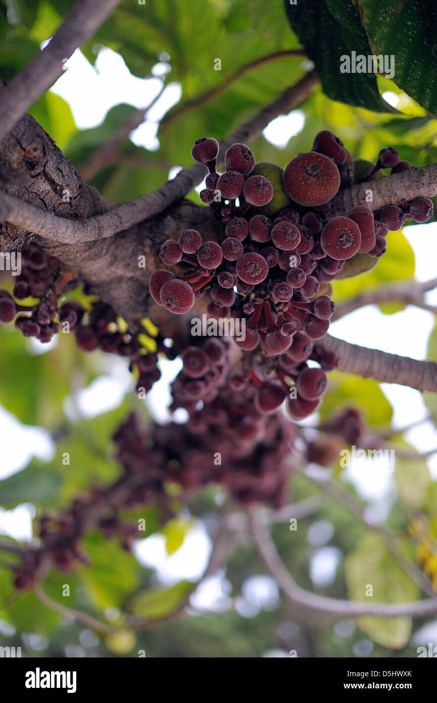 Figs growing hi-res stock photography and images - Alamy