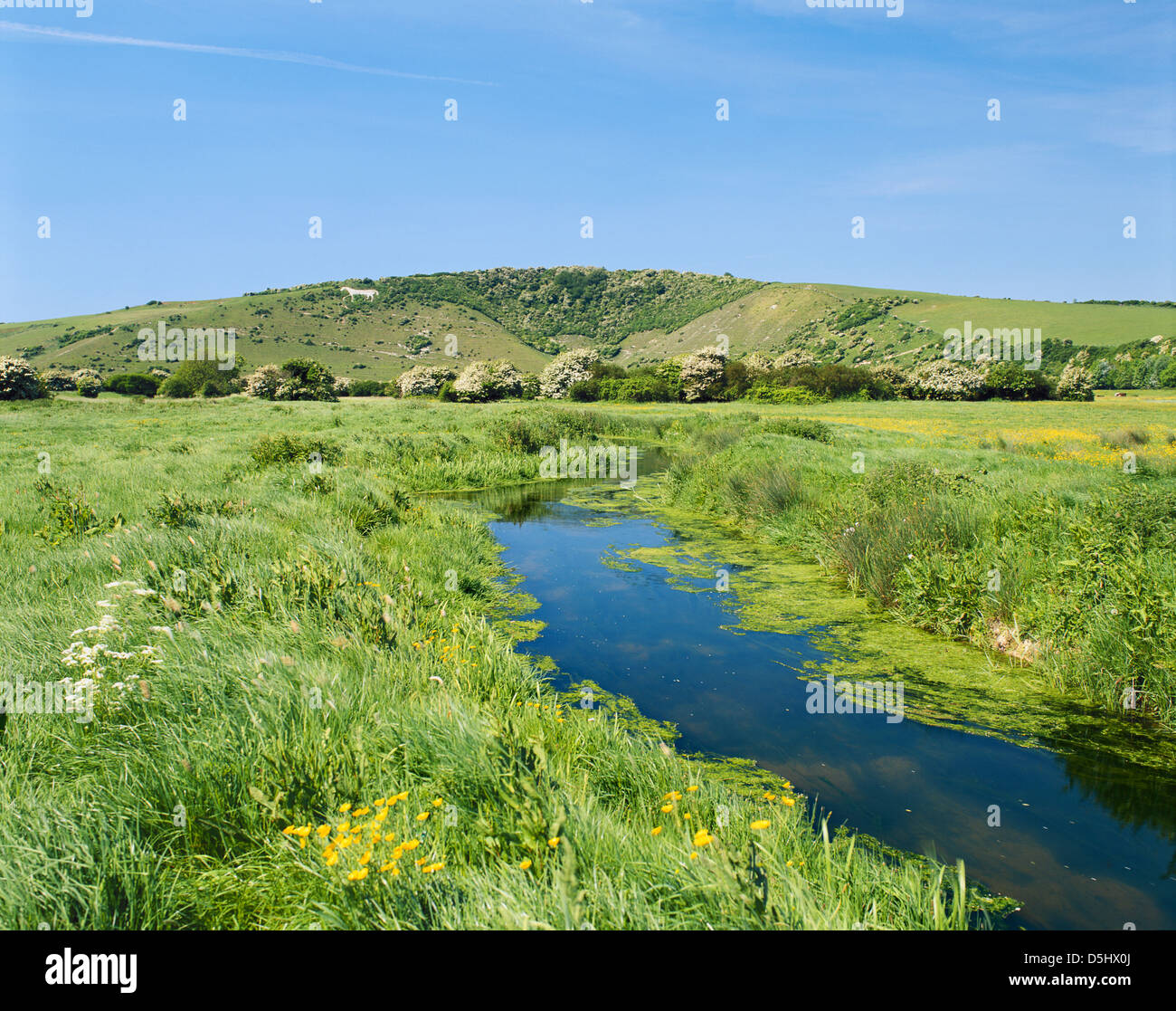 White horse cuckmere hi-res stock photography and images - Alamy