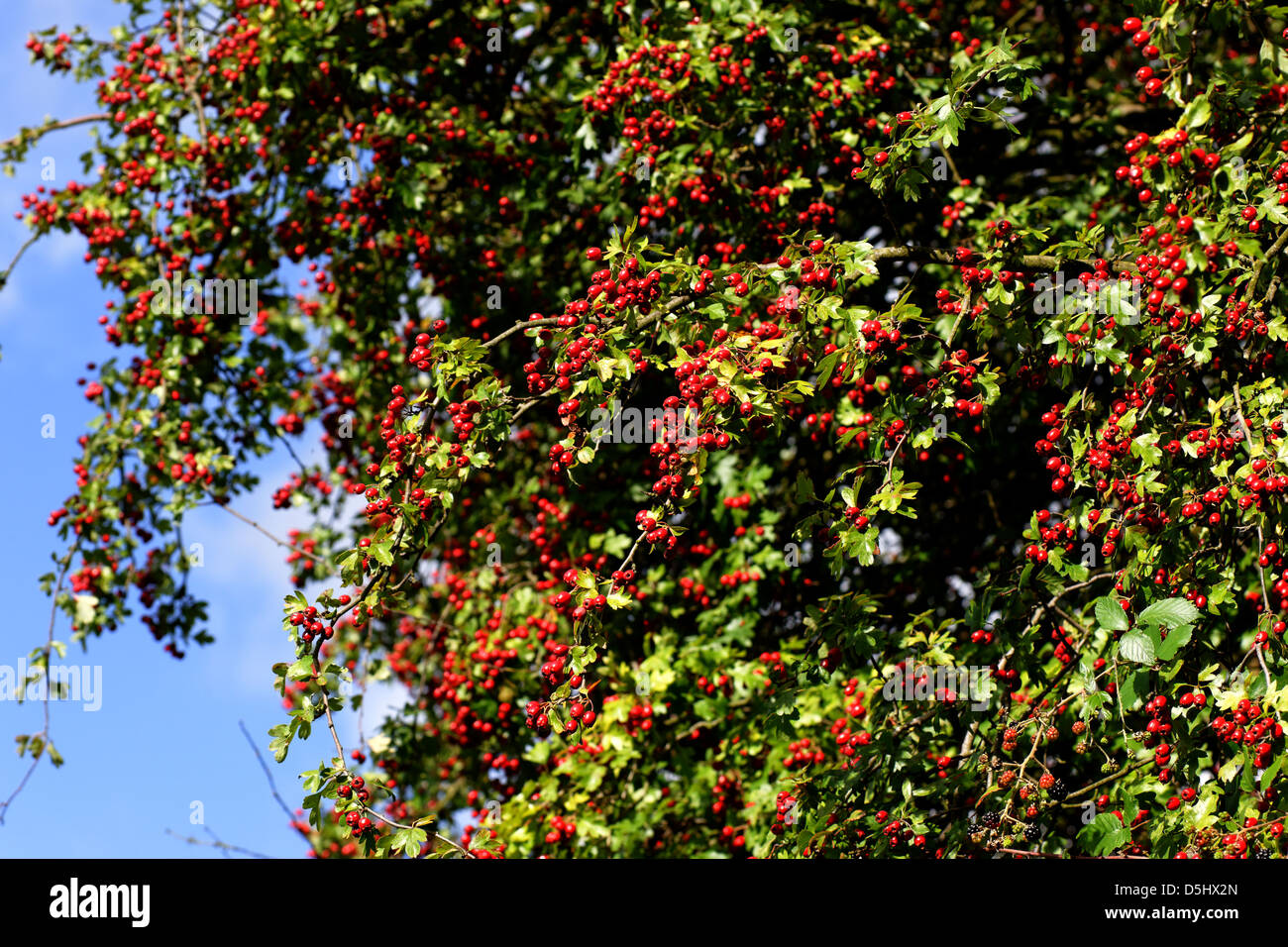 Hawthorn tree with berries Stock Photo - Alamy