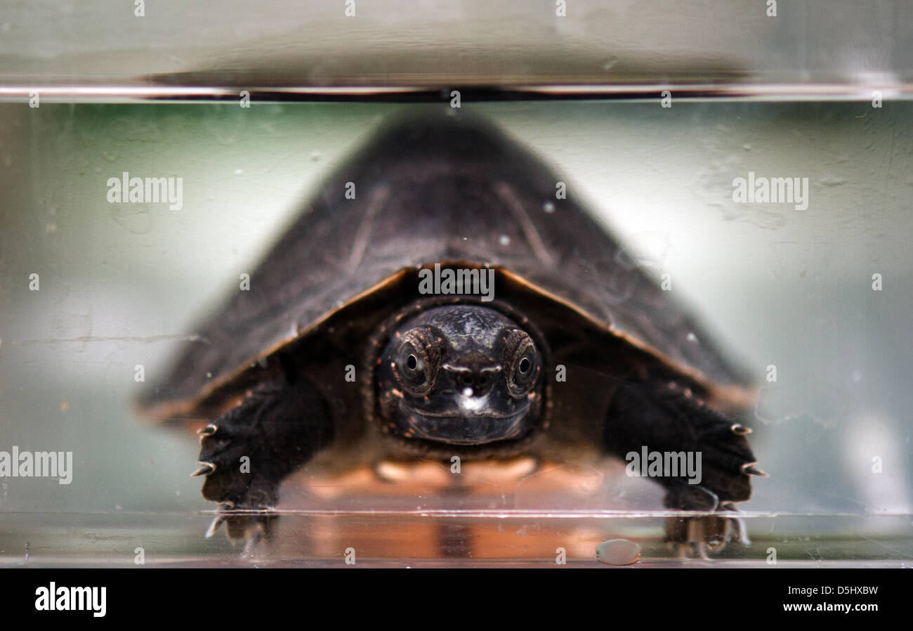 A Bornean River Turtle (Orlitia borneensis) is presented to the media ...