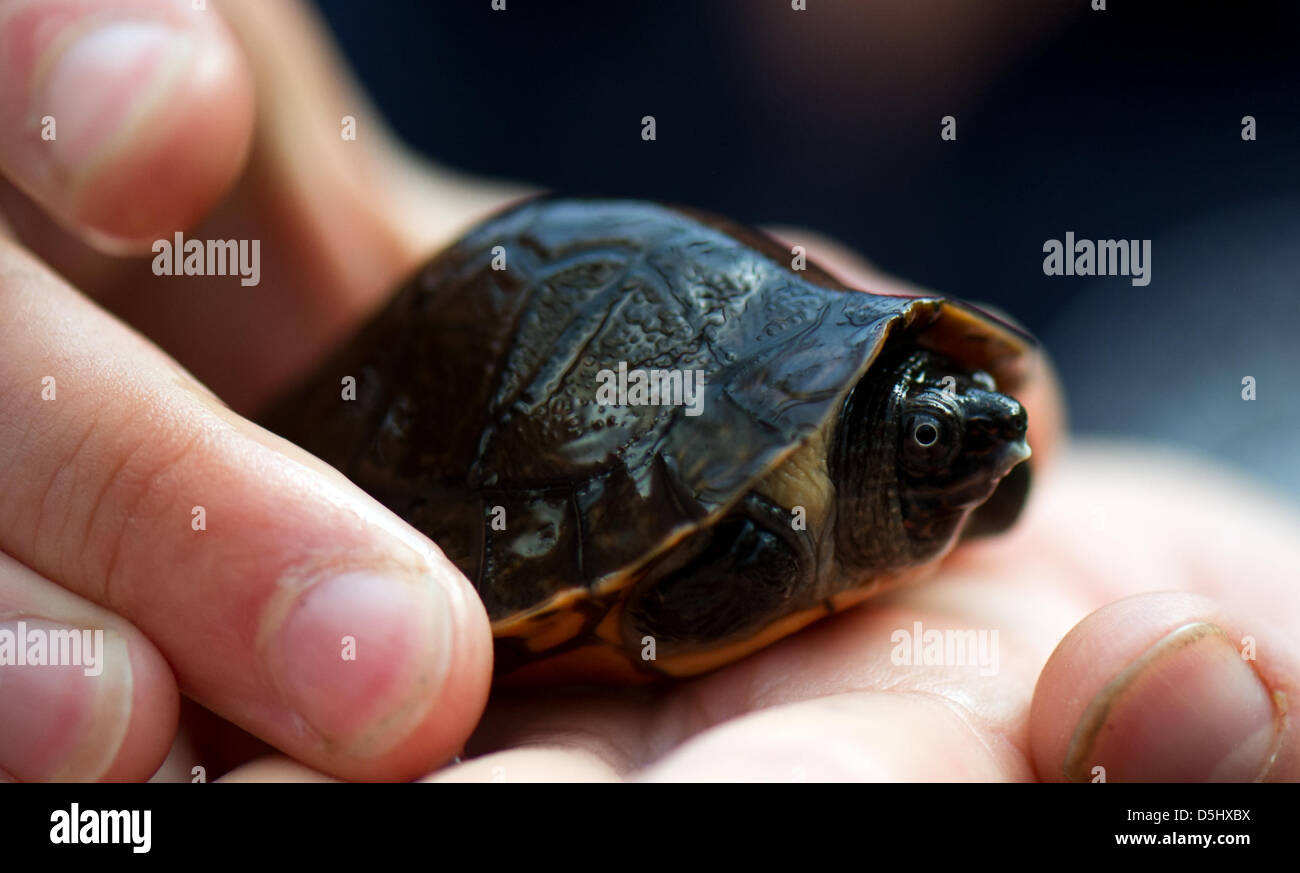 Tortoise species hi-res stock photography and images - Alamy