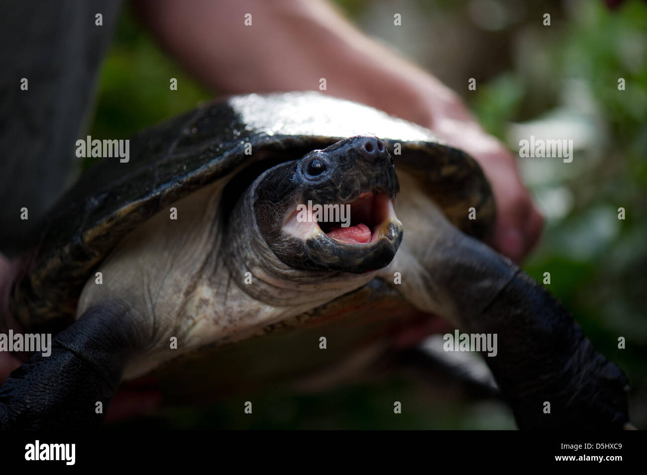 The Bornean River Turtle (Orlitia borneensis) Rommy, mother to eight ...