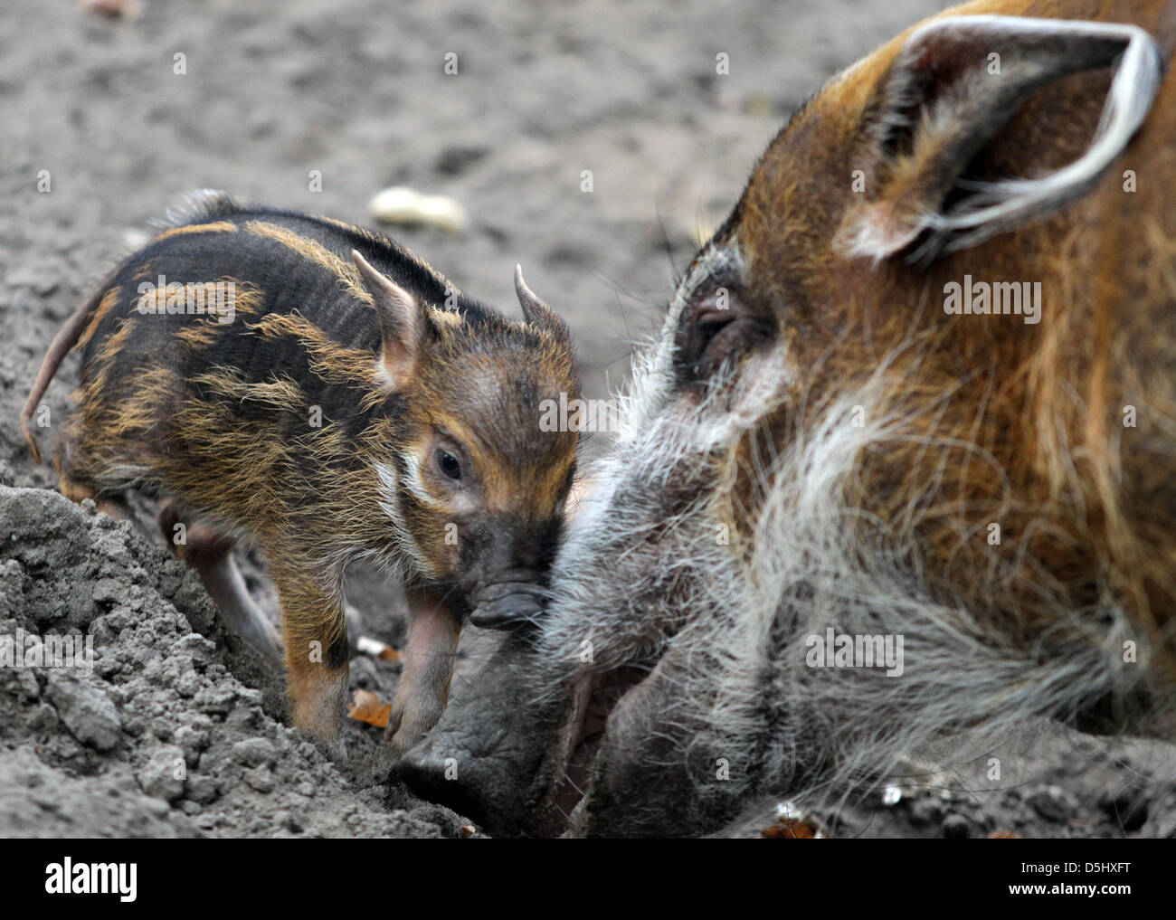 17-day-old Red river hog piglet 'Tonka' and its mother 'Dagamba ...