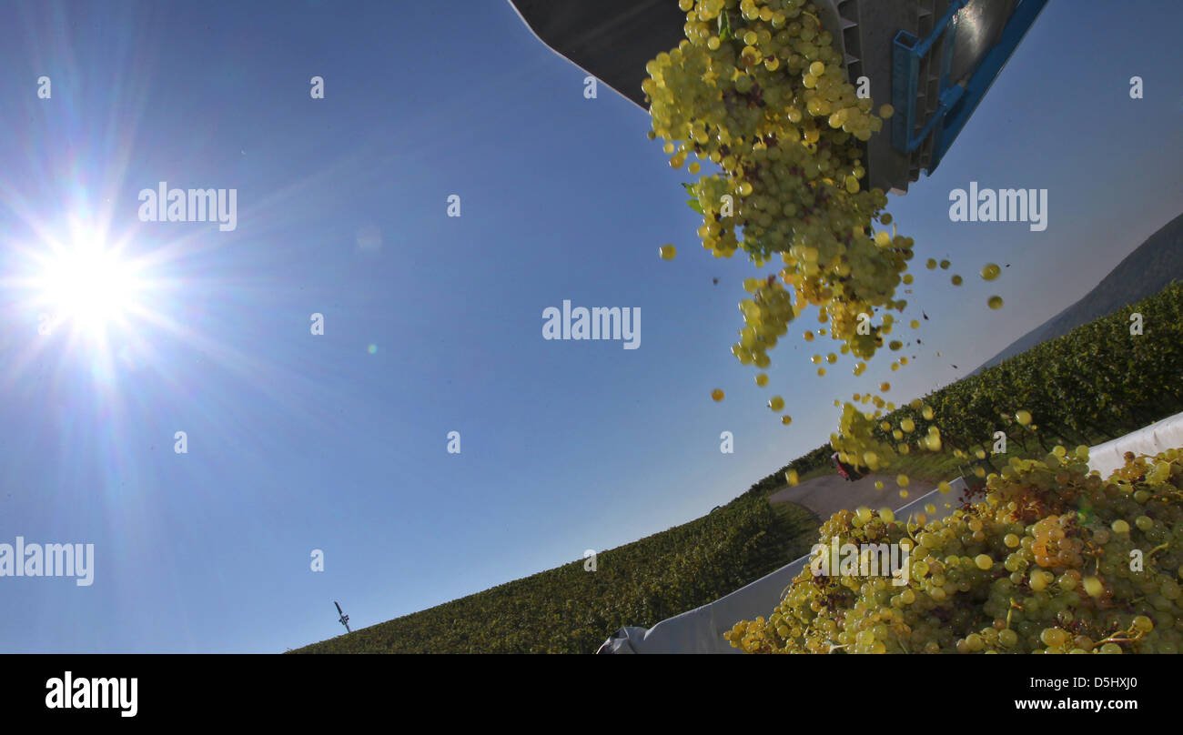 Kerner grapes hi-res stock photography and images - Alamy