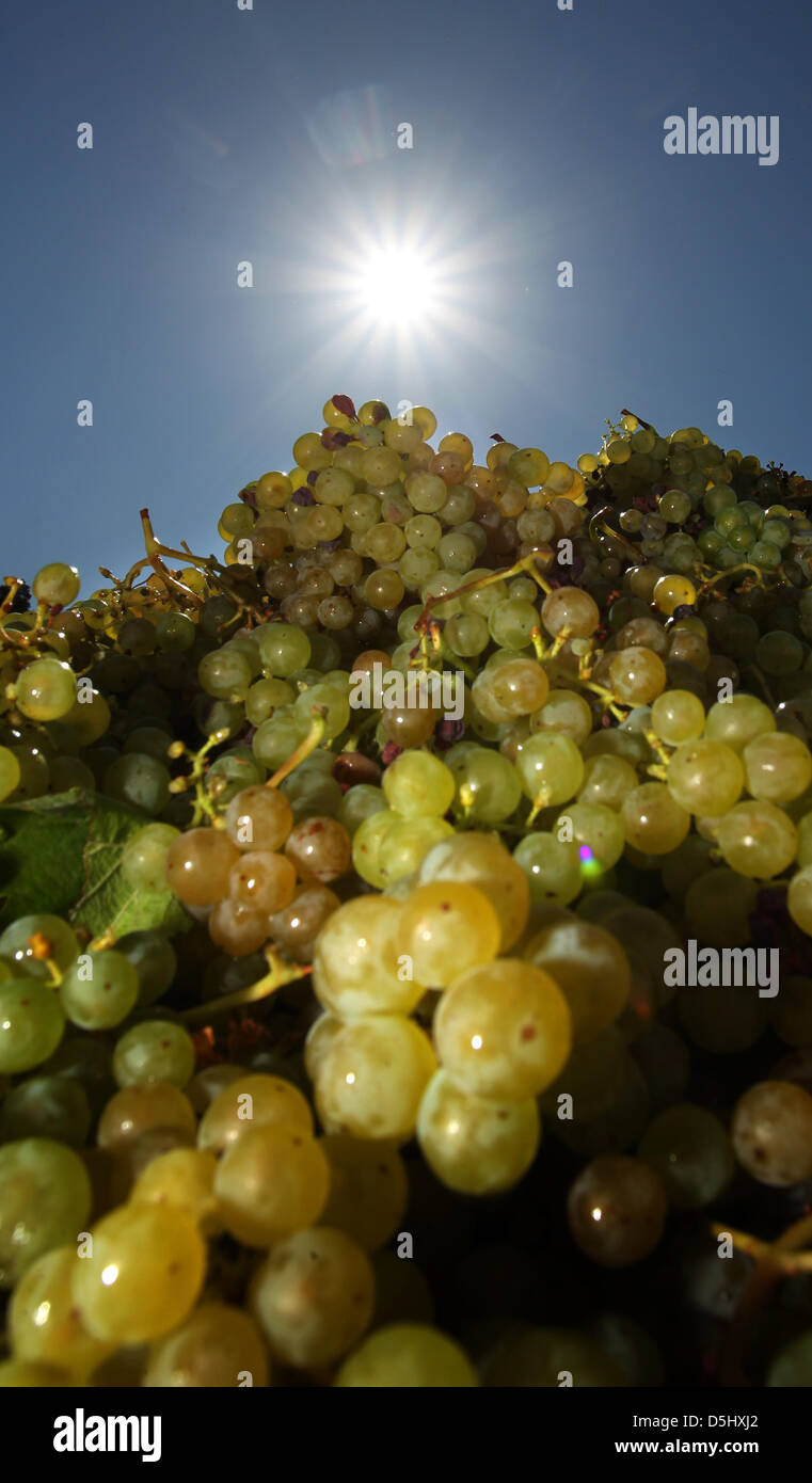 Kerner grapes hi-res stock photography and images - Alamy