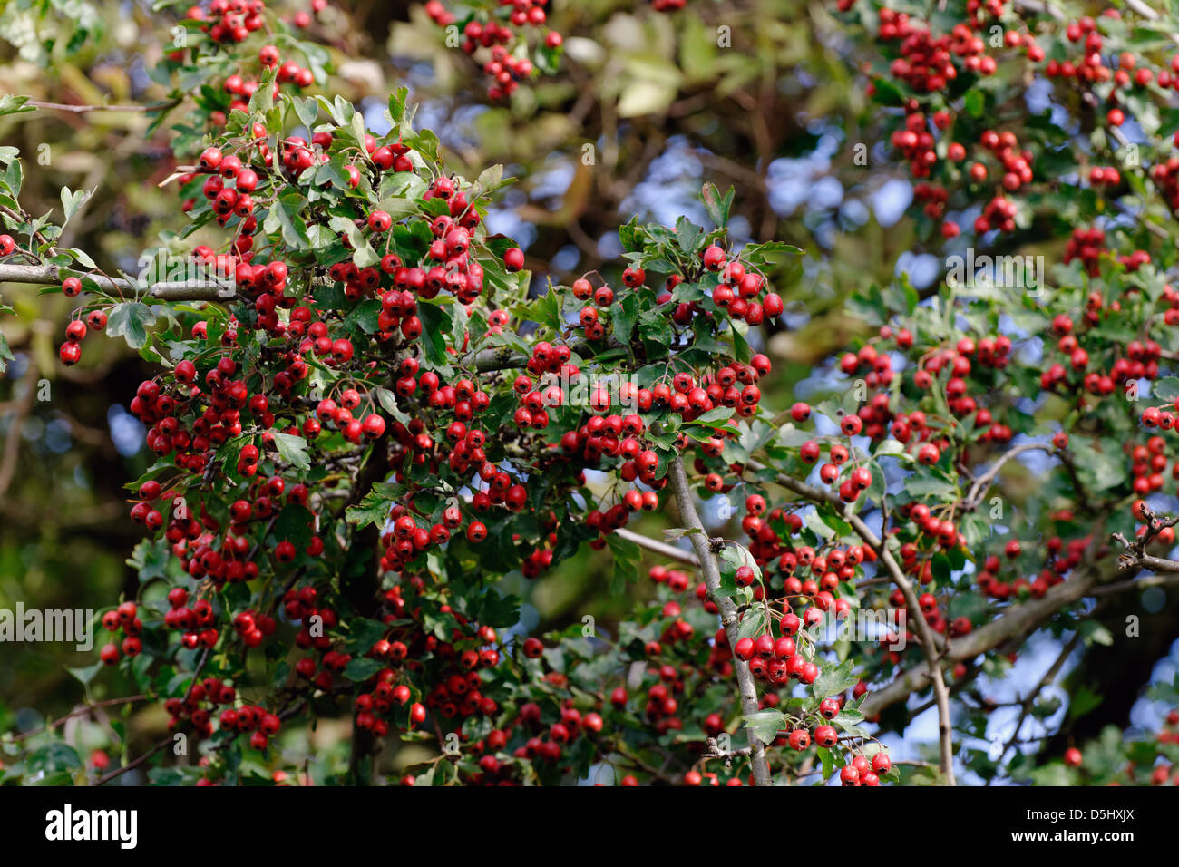 Berry cluster hi-res stock photography and images - Alamy