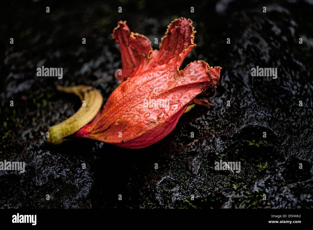 Lava flower hi-res stock photography and images - Alamy