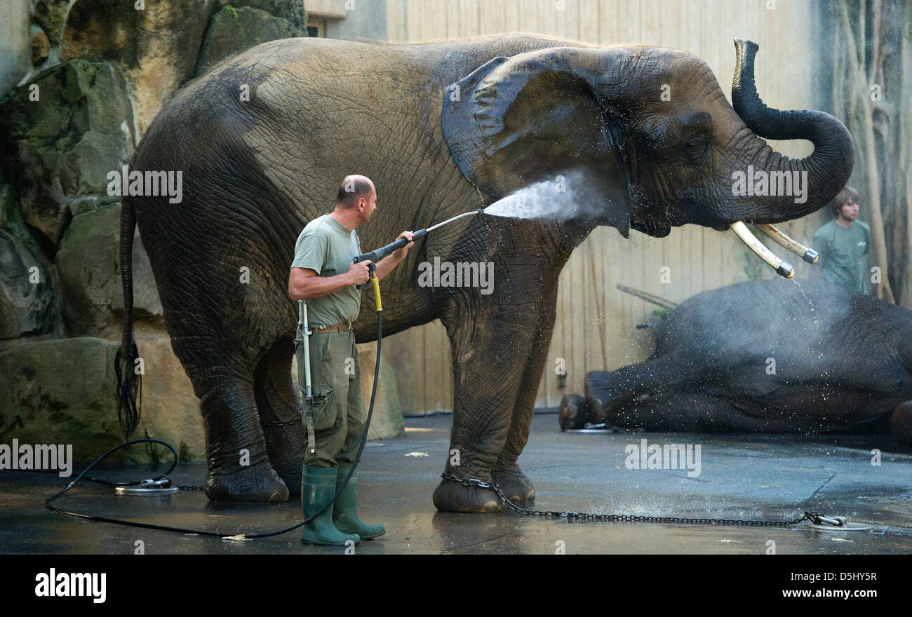 Zoo keeper cleaning animal hi-res stock photography and images - Alamy