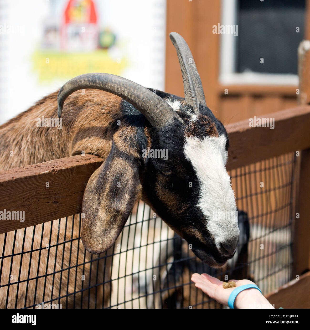 Toggenburg Goat capra hircus hircus dairy milk Stock Photo - Alamy