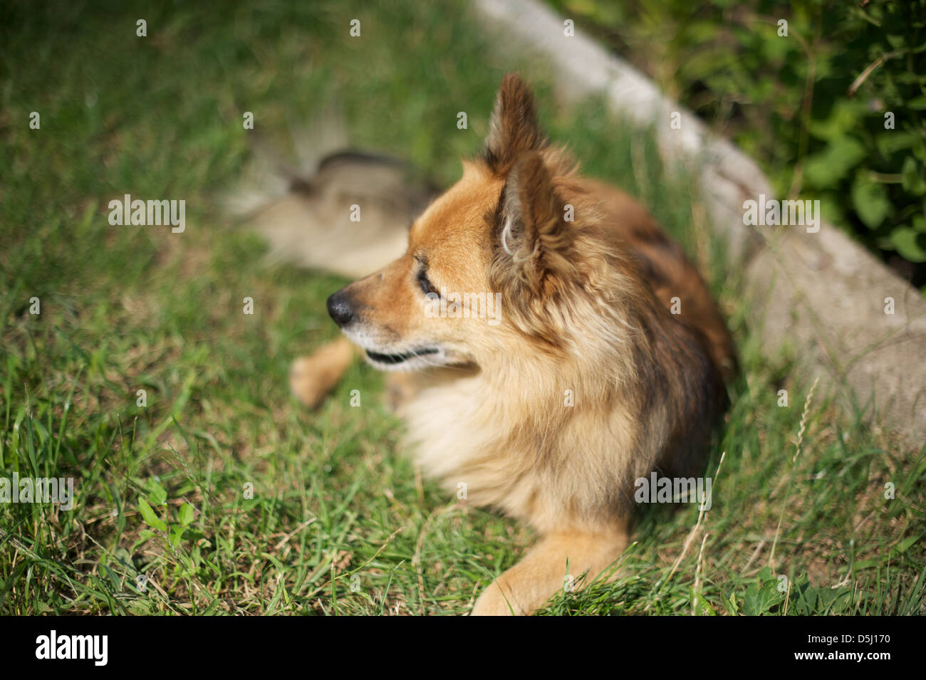 Human friend hi-res stock photography and images - Alamy