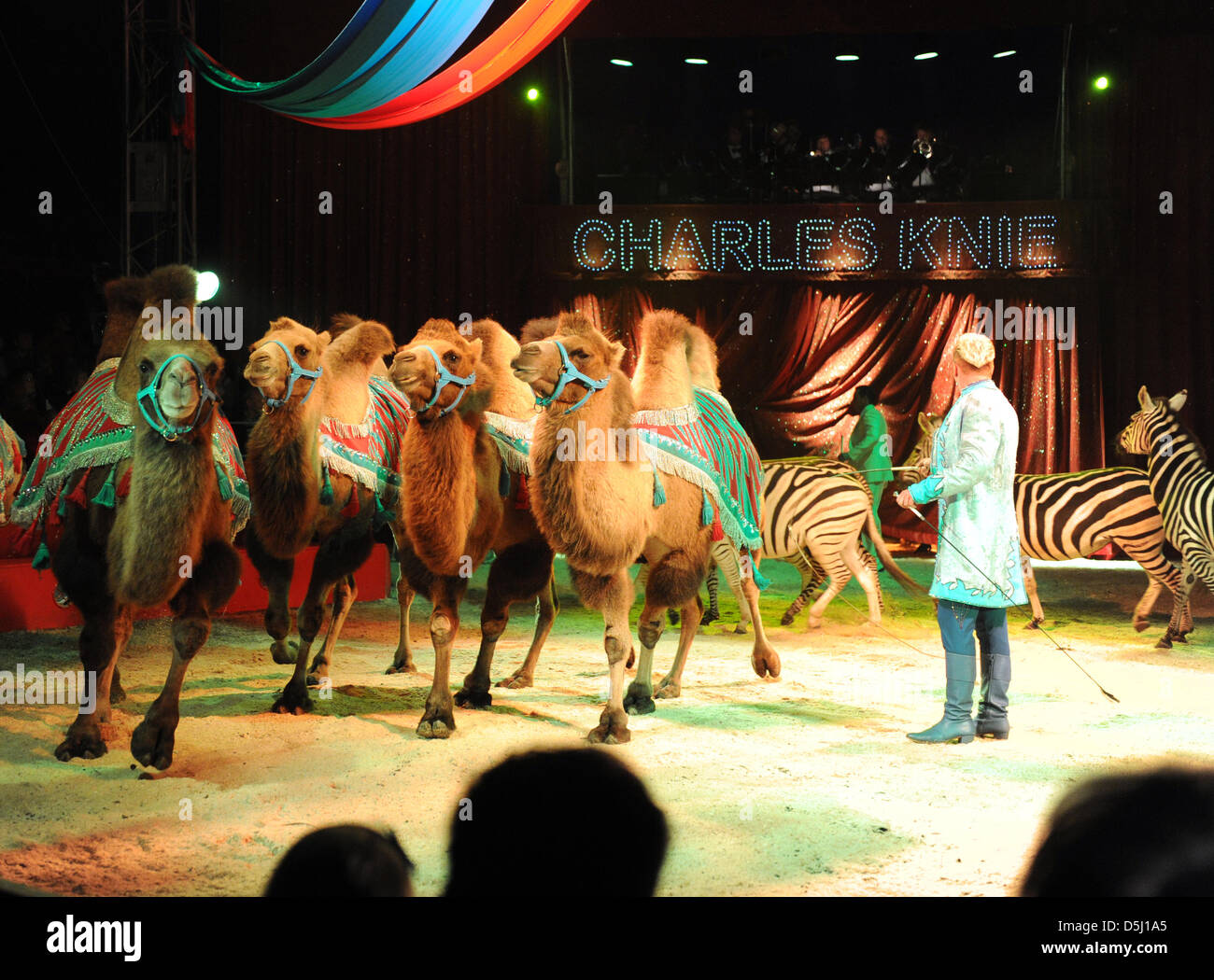Camels run in the ring in Circus Charles Knie in Hamburg, Germany, 20 ...