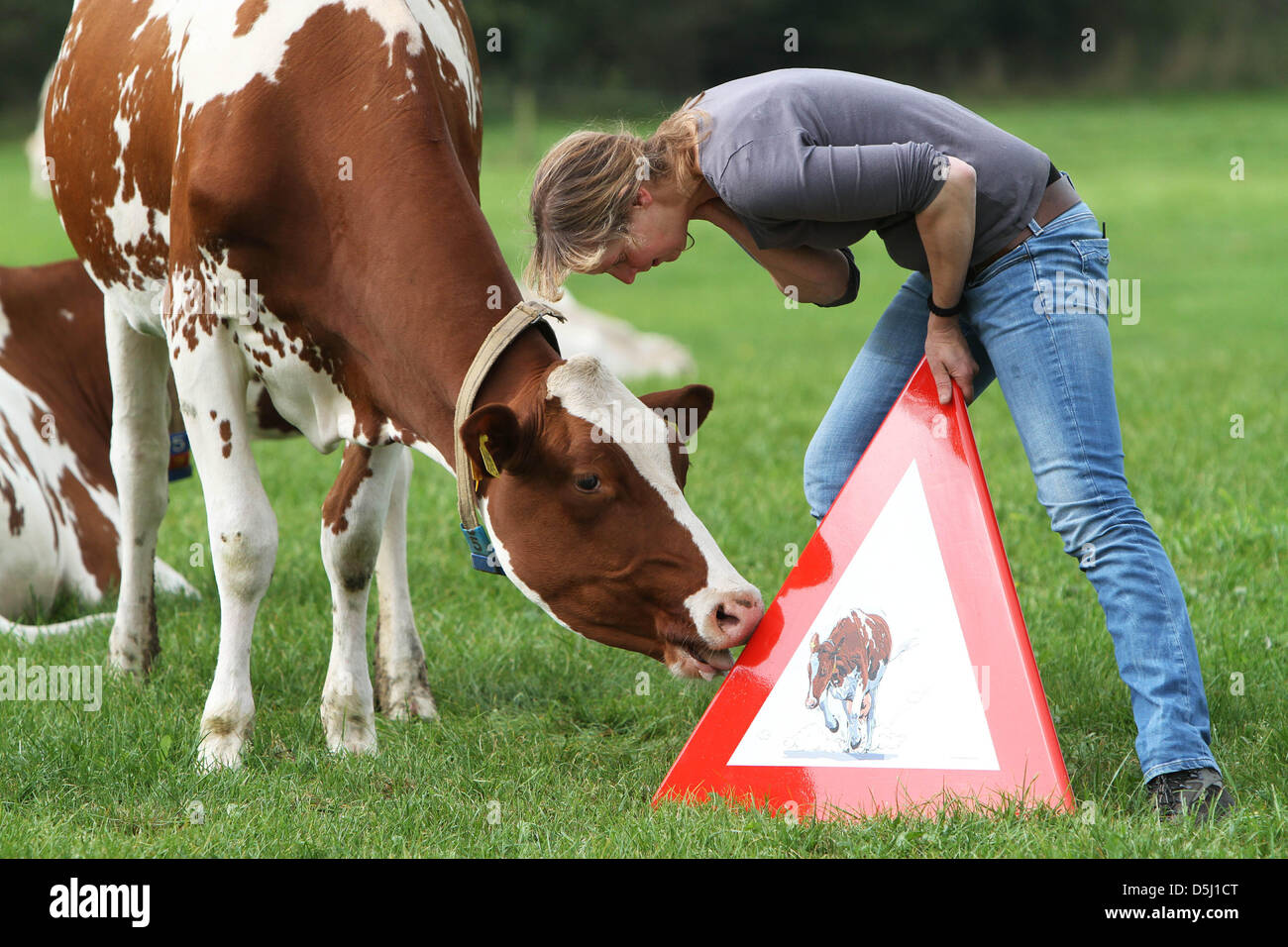 Tine van Houselt shows a cow on of her self-made animal traffic signs ...