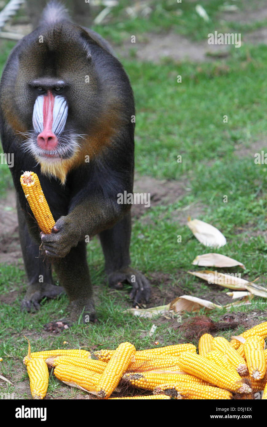 A mandrill (Mandrillus sphinx) in Ouwehands Zoo in the Dutch city ...