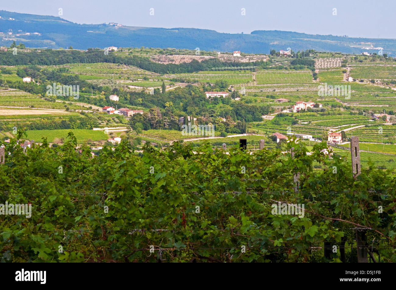 Grapevines and valley of Valgatara, Valpolicella region, Italy Stock ...