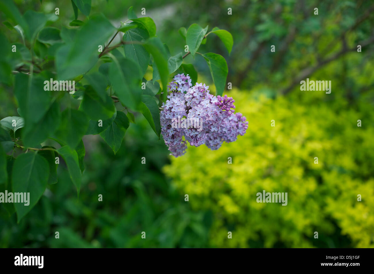 Lilas hi-res stock photography and images - Alamy