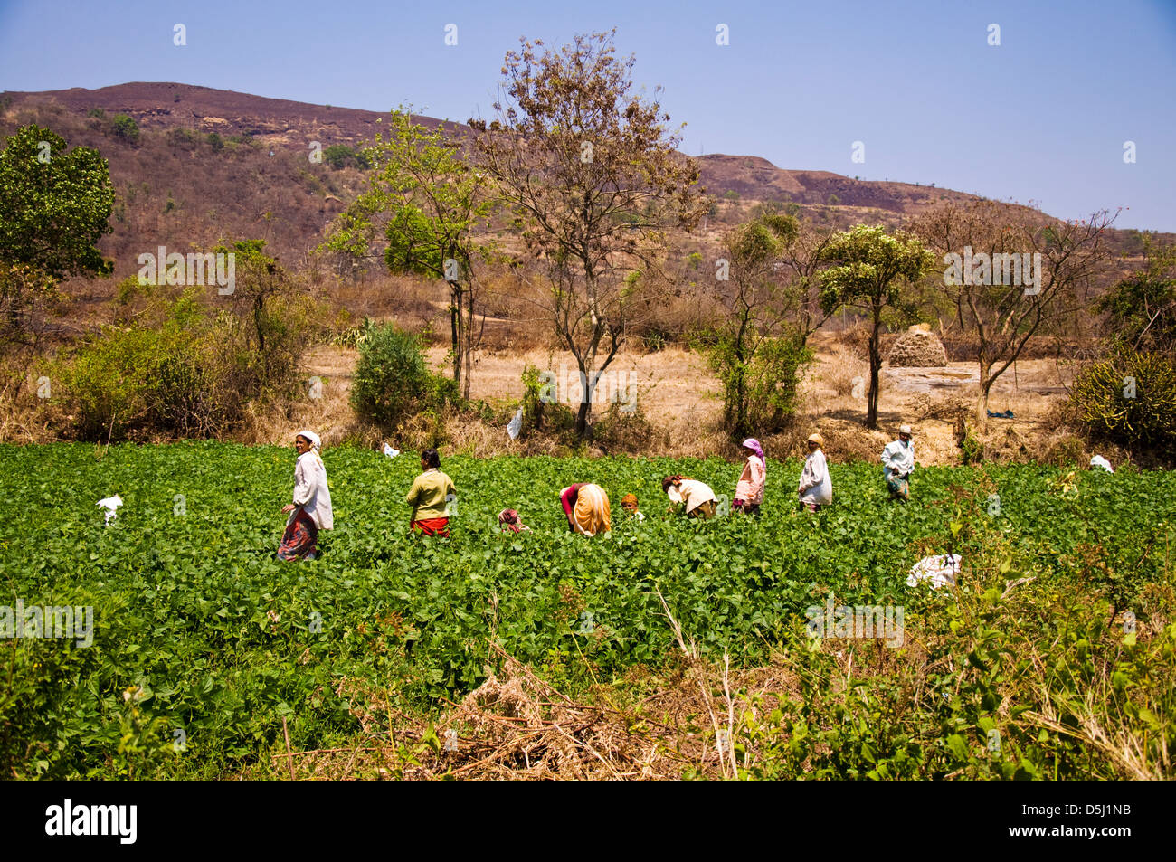 India climate change labor hi-res stock photography and images - Alamy