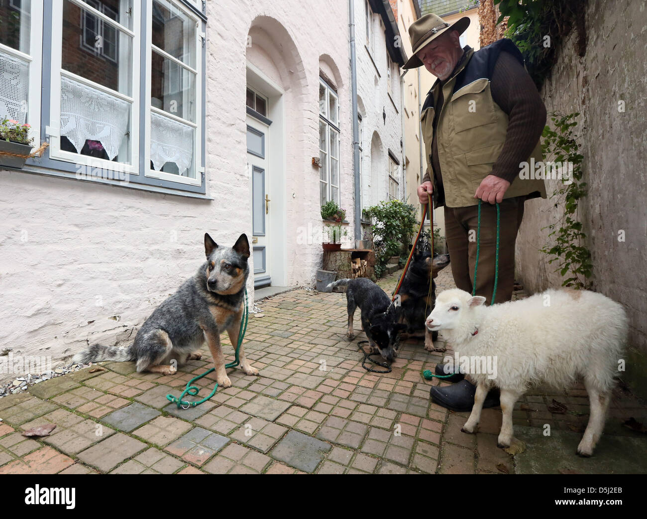 Australian cattle dog sheep hi-res stock photography and images - Alamy