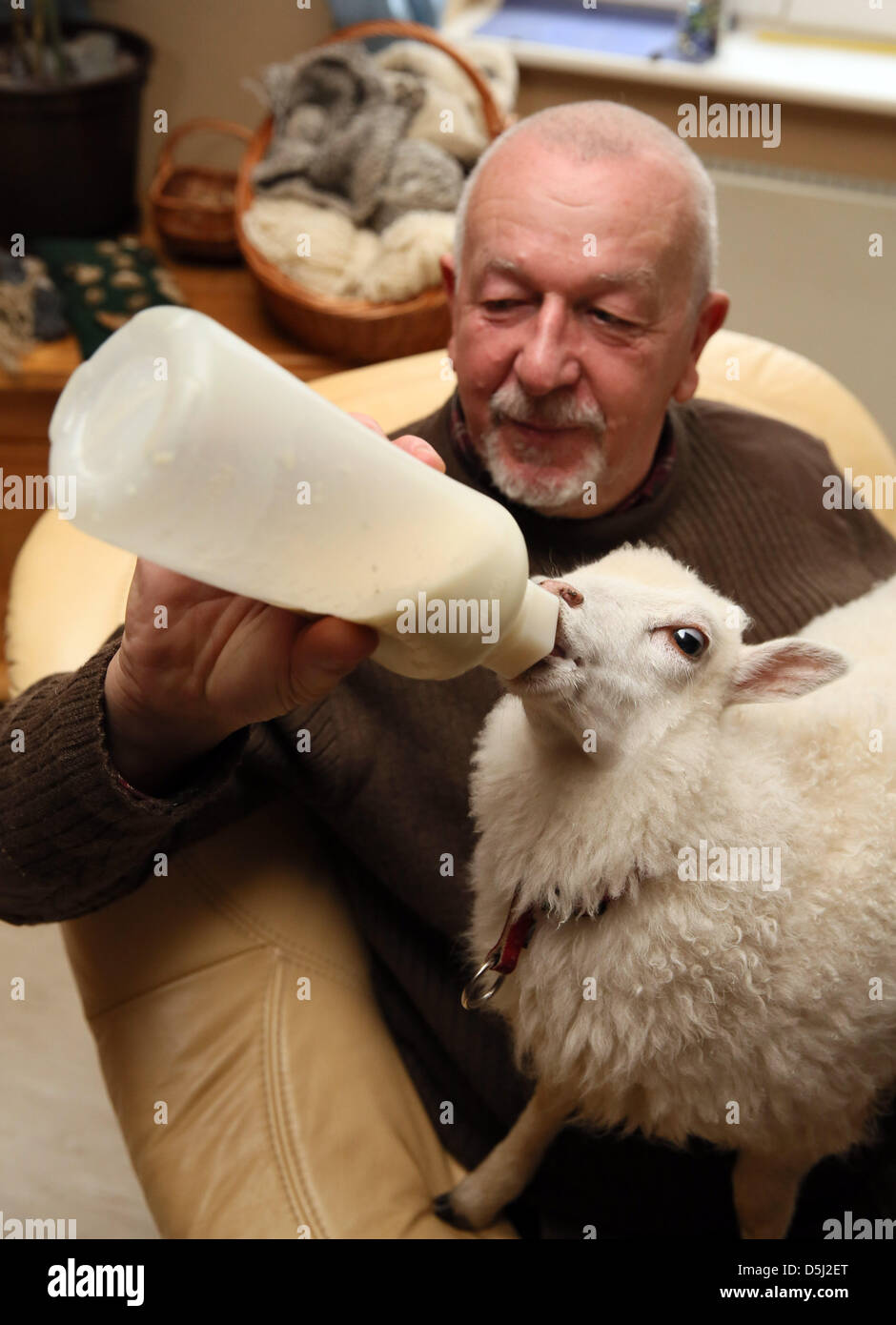 Hobby sheperd Wolfgang Grensens bottlefeeds his lamb Wally in Luebeck ...