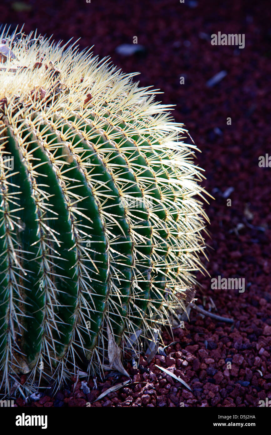 A golden barrel cactus lit by the morning Sun Stock Photo - Alamy
