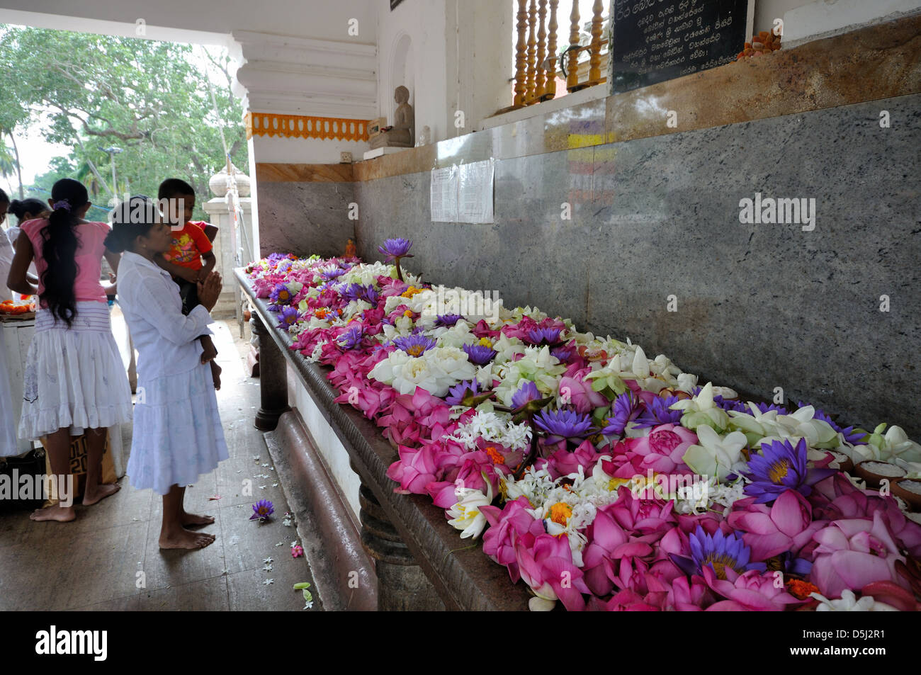 Bodhi tree flower hi-res stock photography and images - Alamy